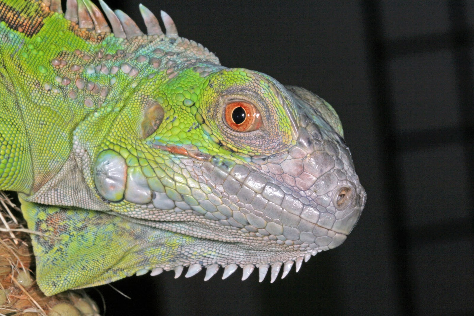 Serpent Research: The First Exotic Animal Amnesty Day In Florida