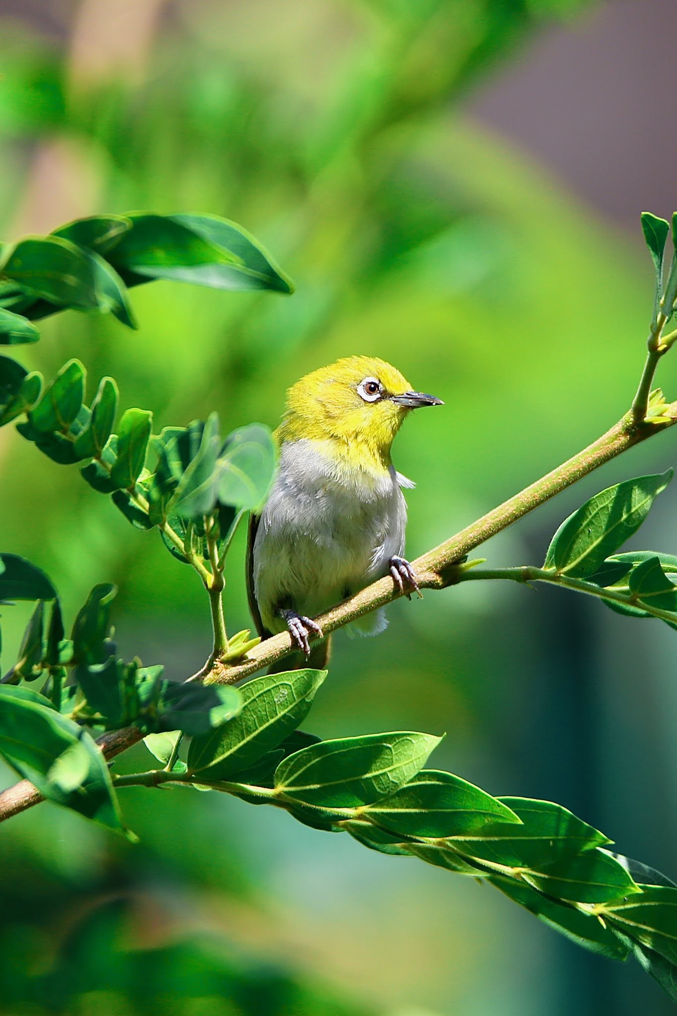 Indian White Eye Is a Bright but Shy Bird
