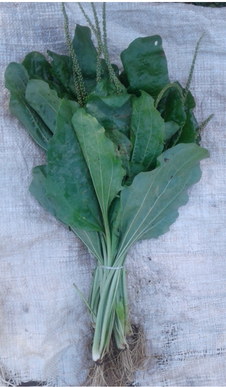 Plantas medicinales: Yanten blanco