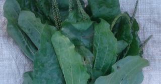 Plantas medicinales: Yanten blanco