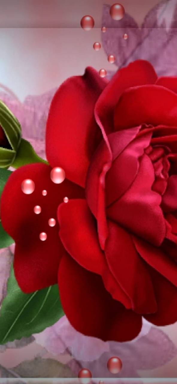 Juan Maldonado: The best Wallpapers and Screensaver of Roses