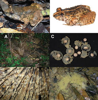 Species New to Science: [Herpetology • 2019] Limnonectes savan • A New ...