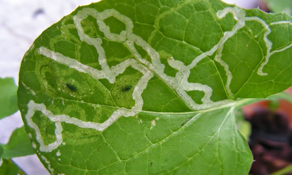 Minadores de hojas. Qué son y cómo combatirlos "el invitado de hoy es