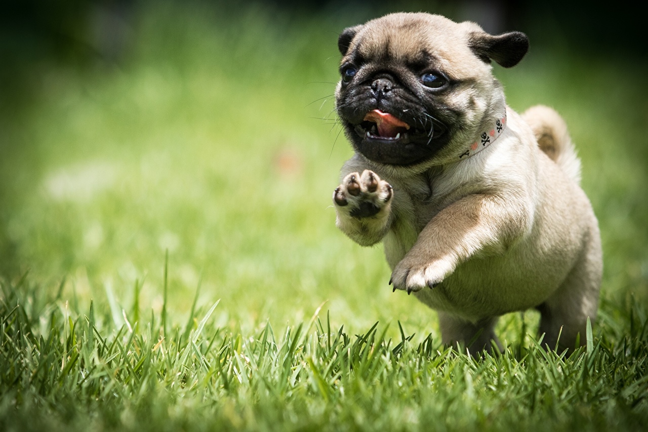 It's a Dog's World: Are Pugs a Good Choice For Families With Small ...