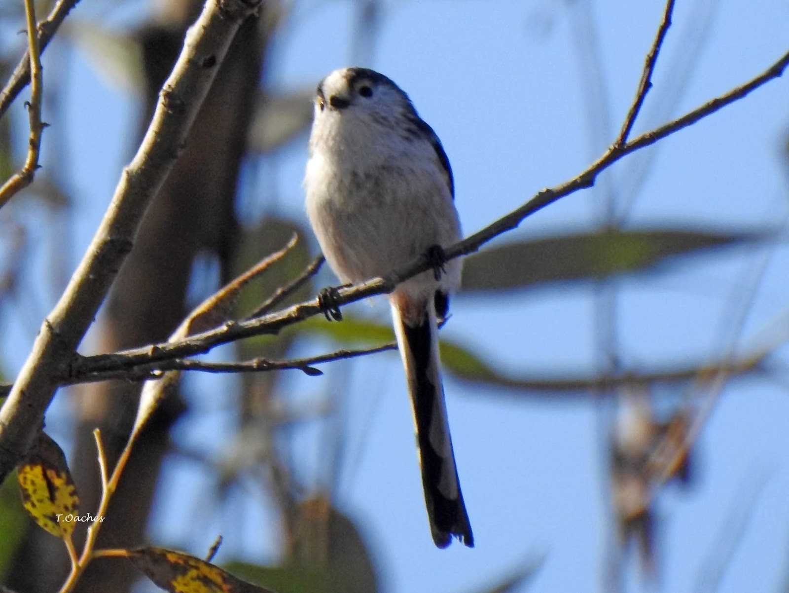 PASARI DIN ROMANIA: PITIGOI CODAT, Aegythalus caudatus