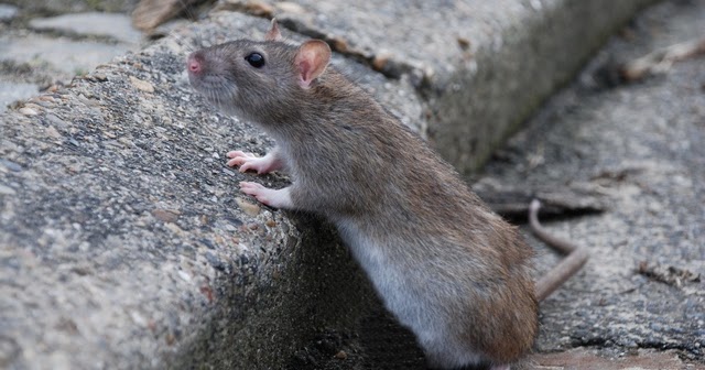 Amantes da Biologia Com Prof. Alan Calvet: Biologia do rato