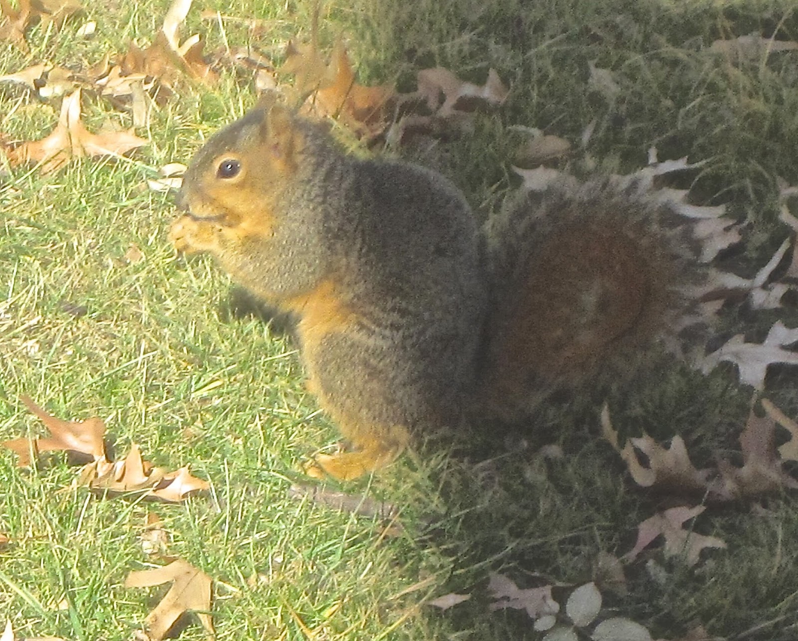 jkwgalleries: Clouds, Chem Trails, Blue Sky, Squirrels, Moon and Star ...