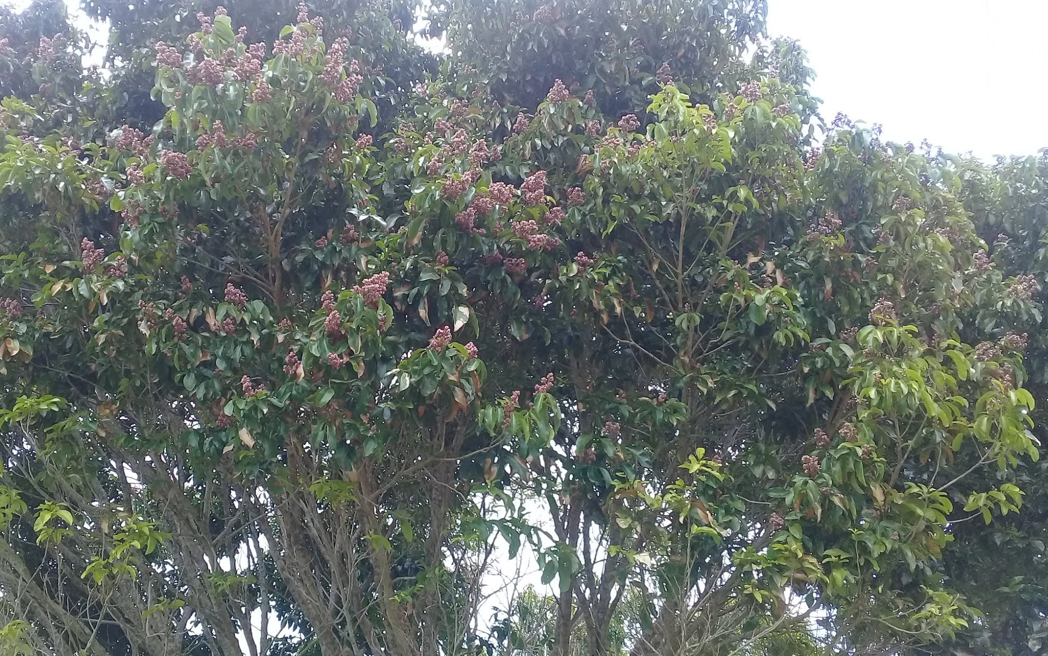 Guayana: Eje Sur Upata Santa Elena de Uairén: 2020