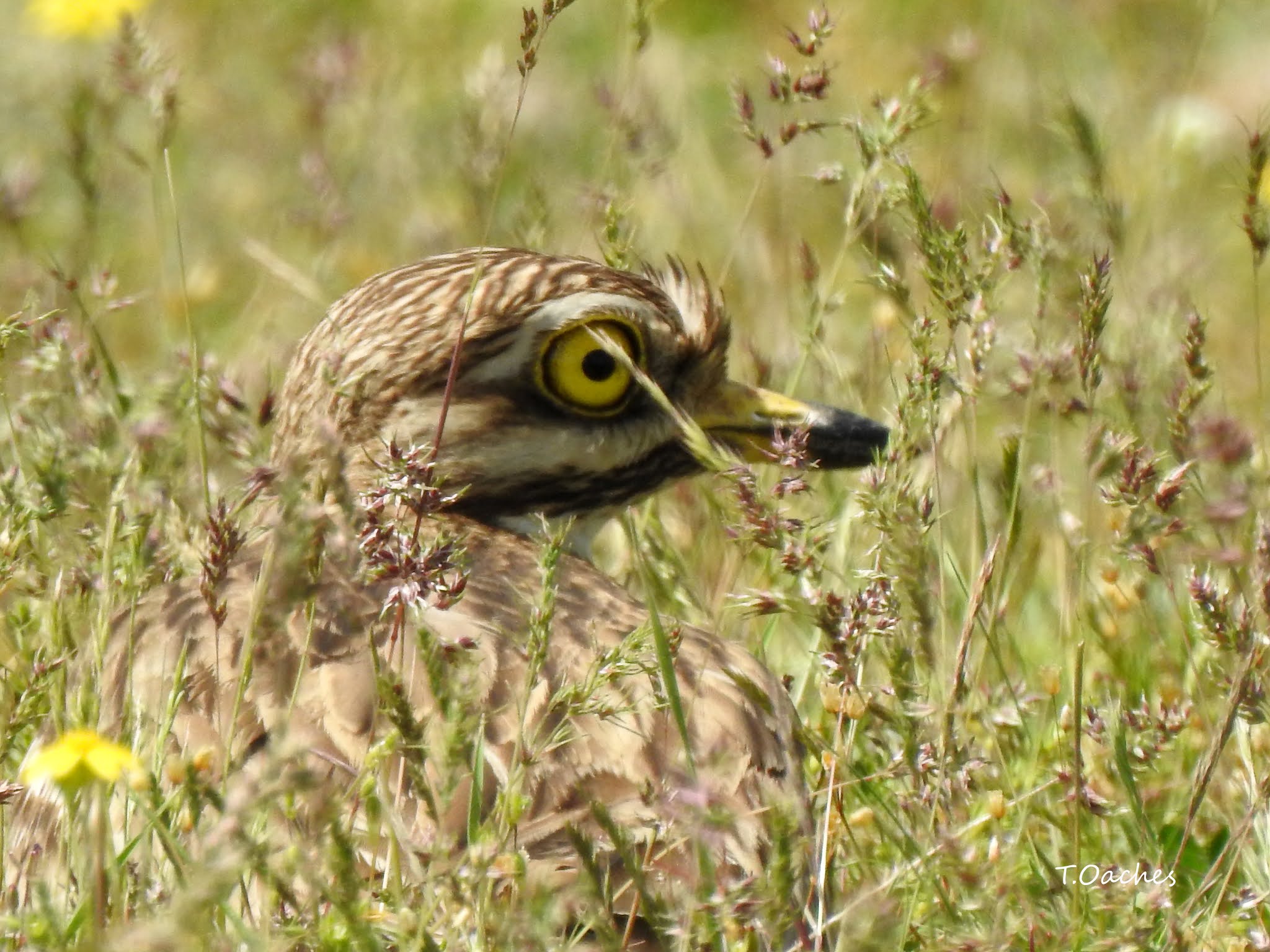 PASARI DIN ROMANIA: PASAREA OGORULUI, Burhinus oedicnemus