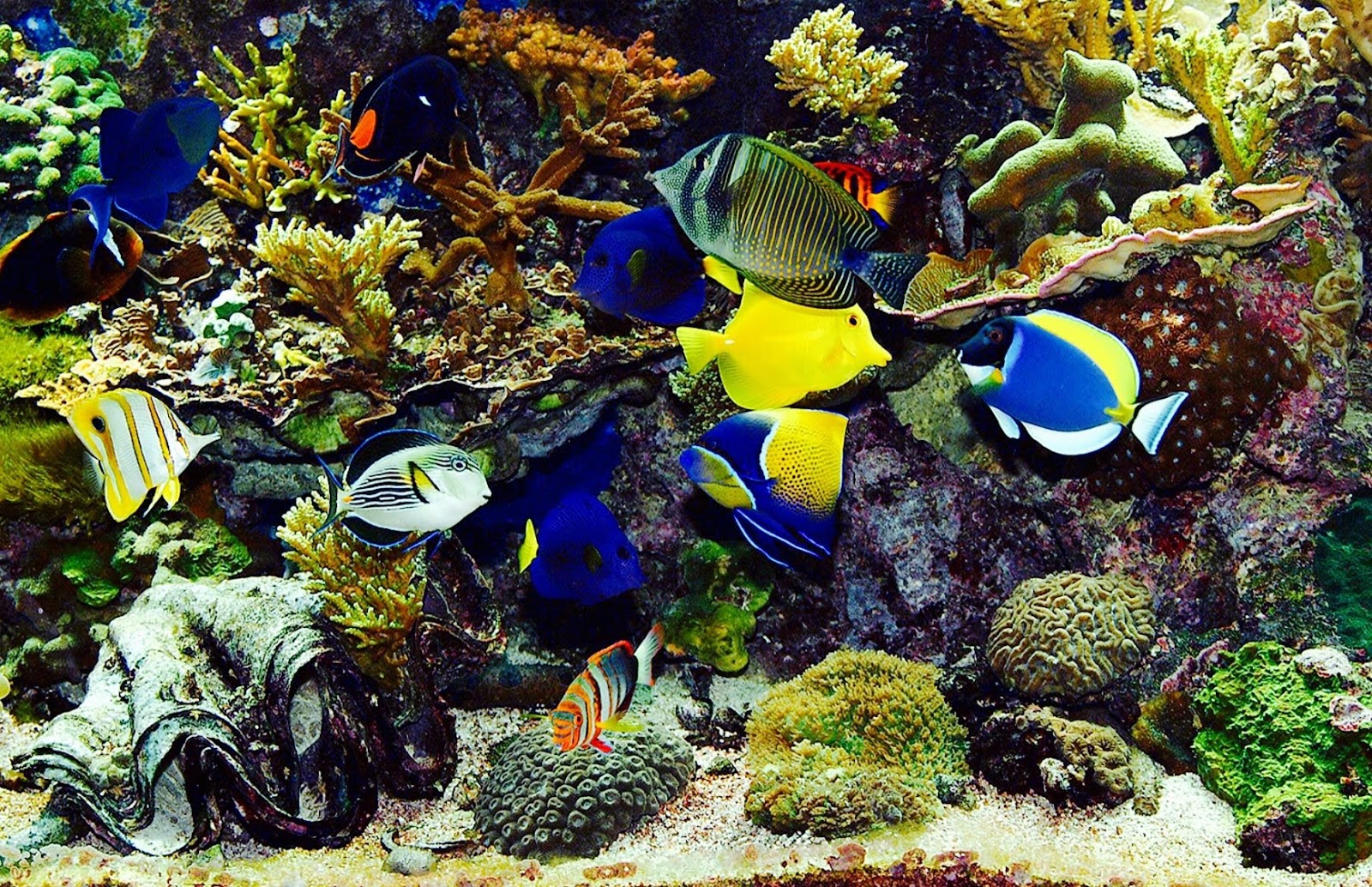 Tropical Fish Information You Really Need To Know