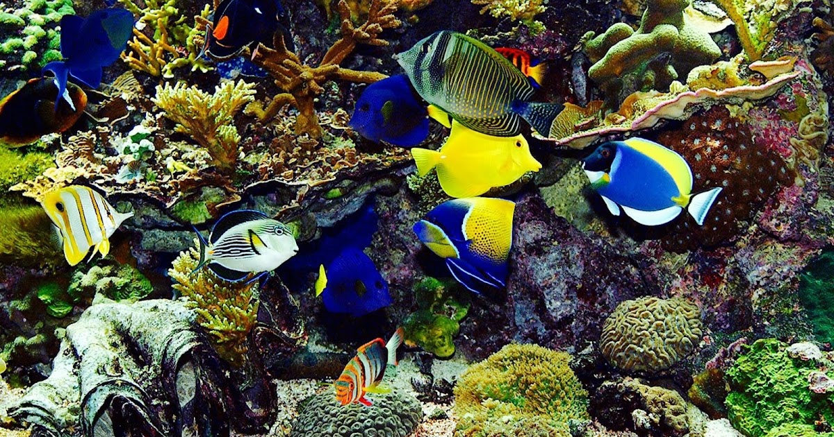 Tropical Fish Information You Really Need To Know