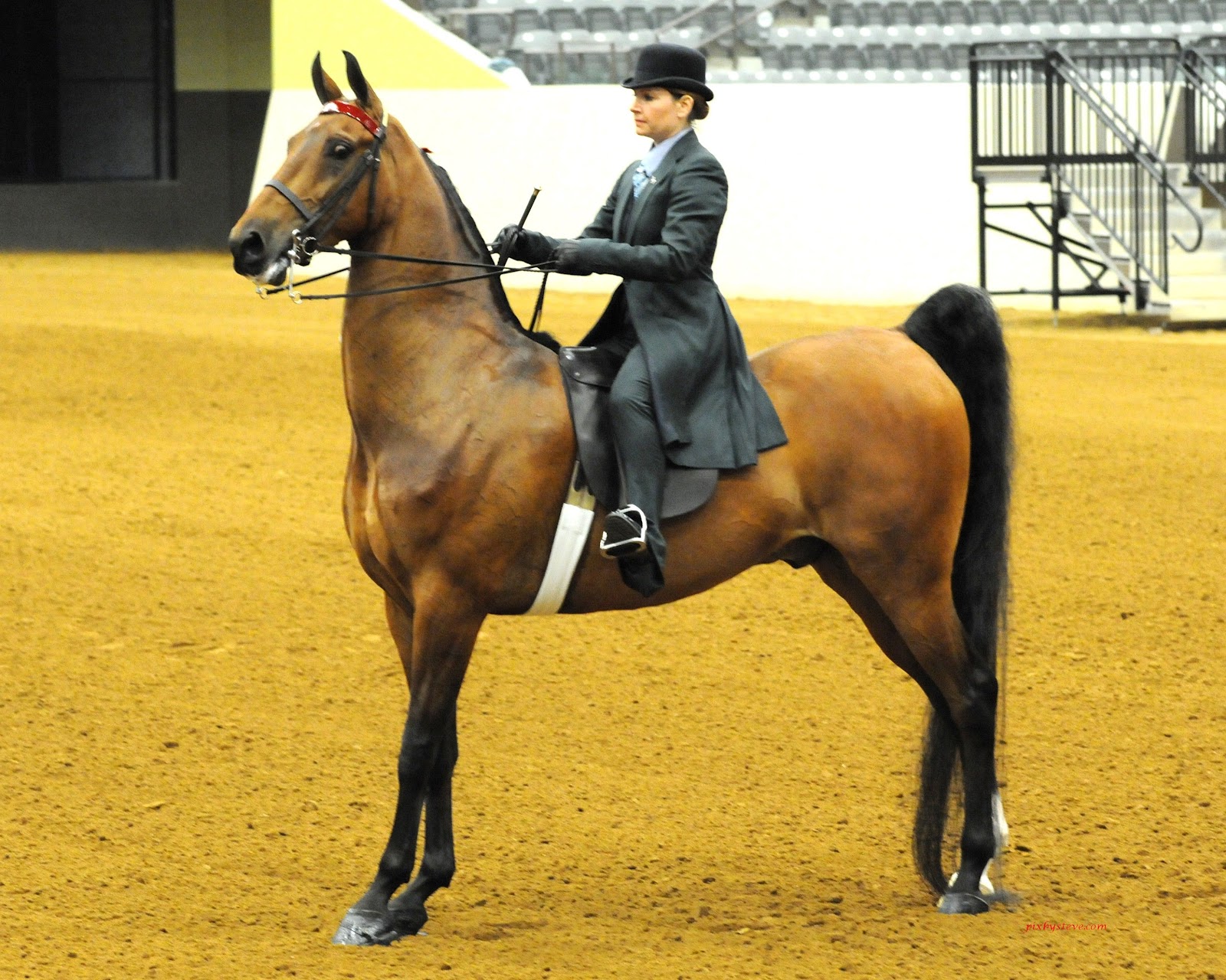 Portret konia...: American Saddlebred