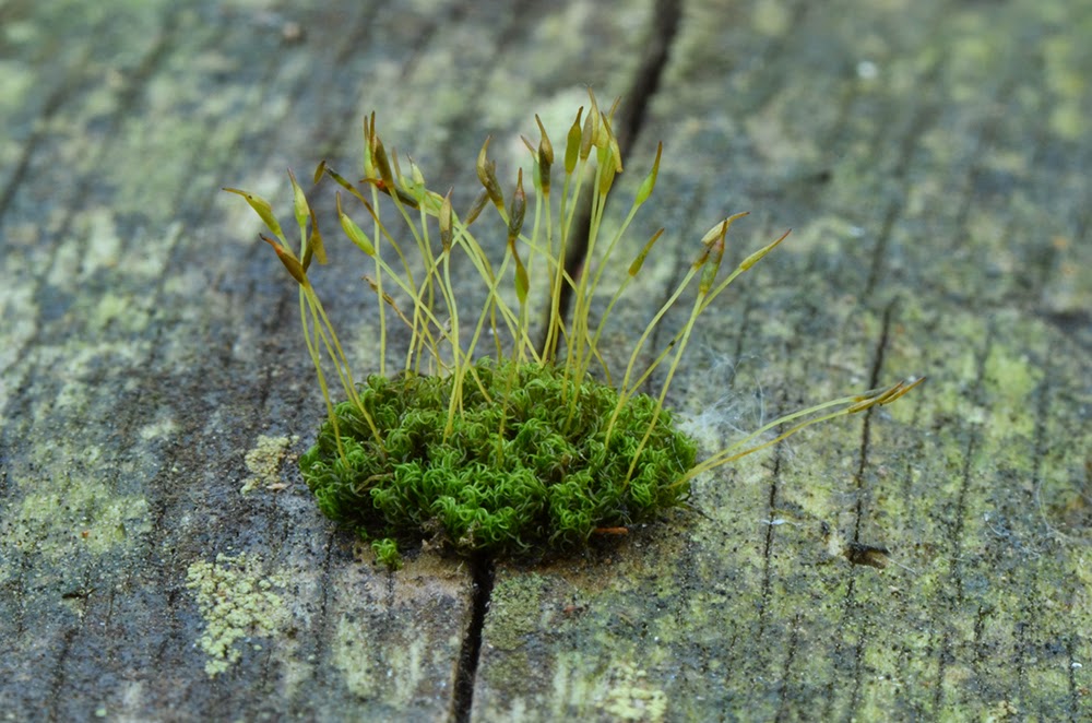 Mossy Fuzzy Moss | omninaut