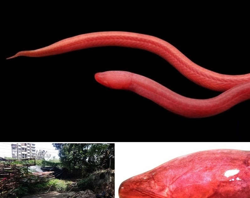 Species New to Science: [Ichthyology • 2021] Rakthamichthys mumba • A ...