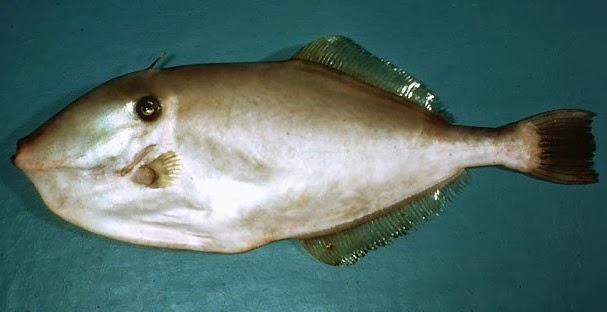 Leatherjacket Fish - Fishes World - HD Images & Free Photos