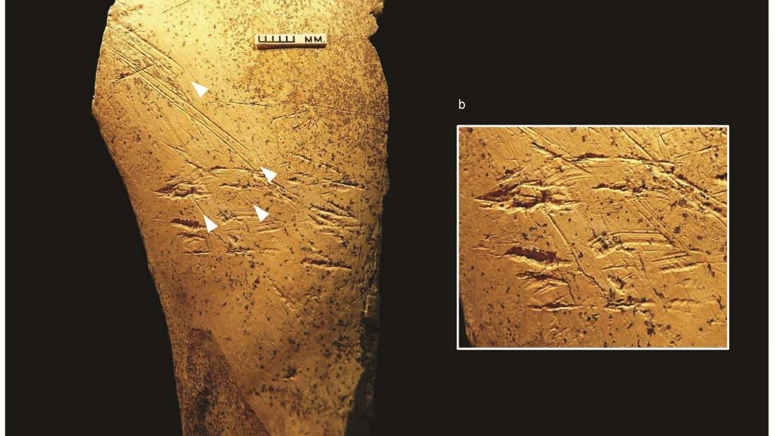 Earliest European Bone Tools Found In UK Belonged To 500,000-Year-Old ...