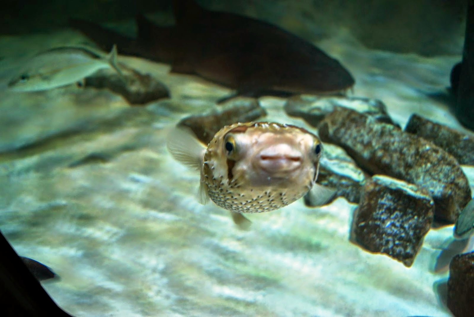 PUFFER FISH photos - wallpapers (ανανεωμένο) | the fun bank