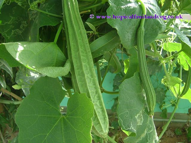Khmer Vegetable Khmer Vegetable On The Gate Khmer Vegetable Khmer Vegetable On The Gate