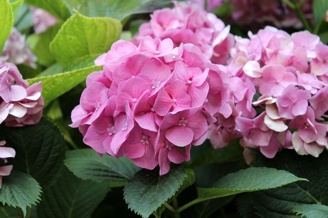 Ortancalar Diyarında - MODA GÜNÜ