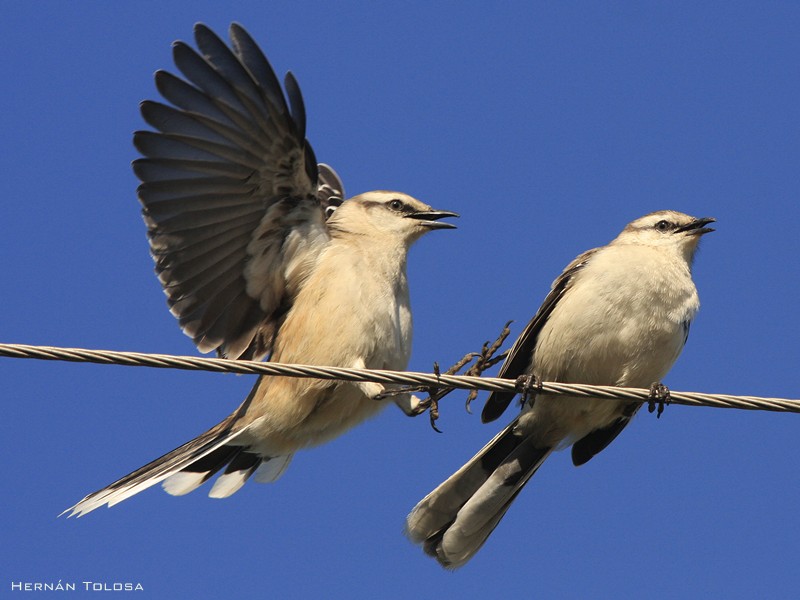 Aves de Argentina: Calandria grande (Mimus saturninus)