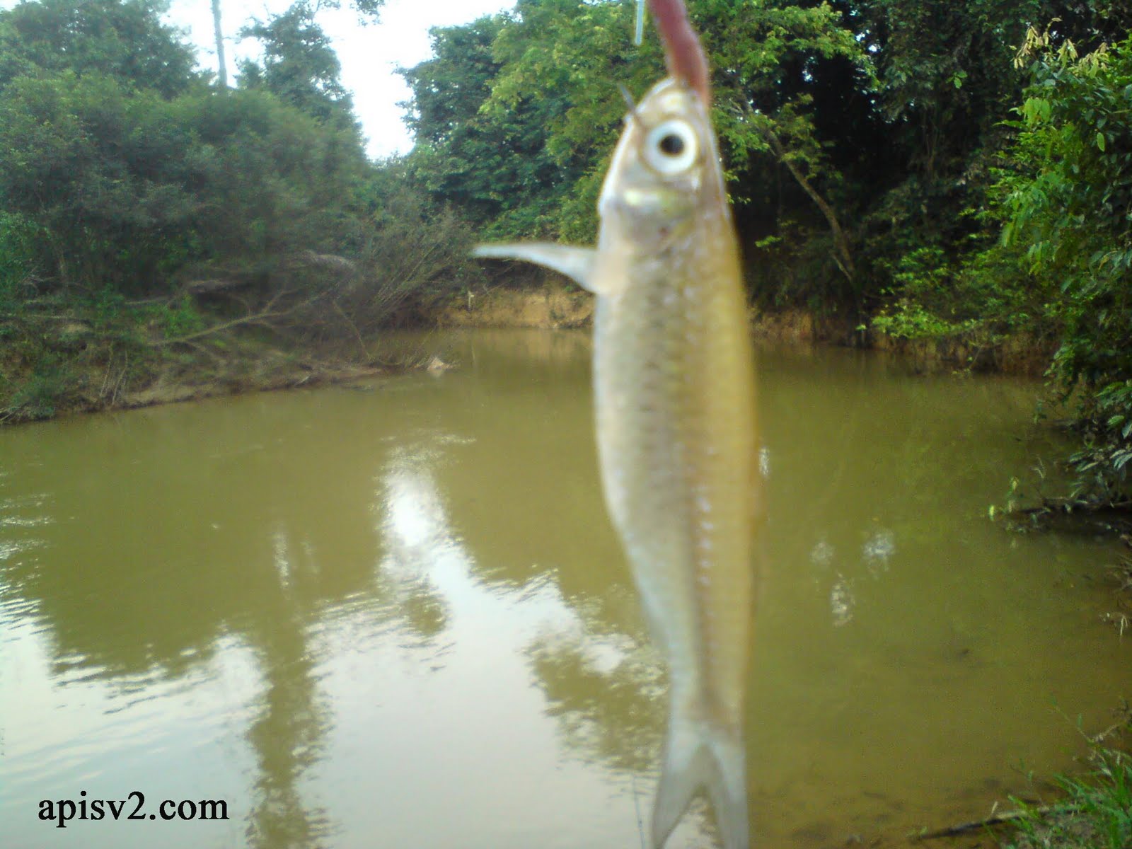 10 Gambar Memburu Truboi | Blog Apis