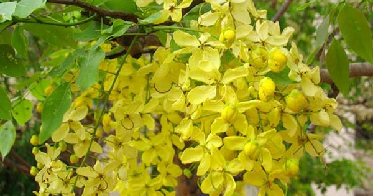 suvasam: சரக்கொன்றை மரம்