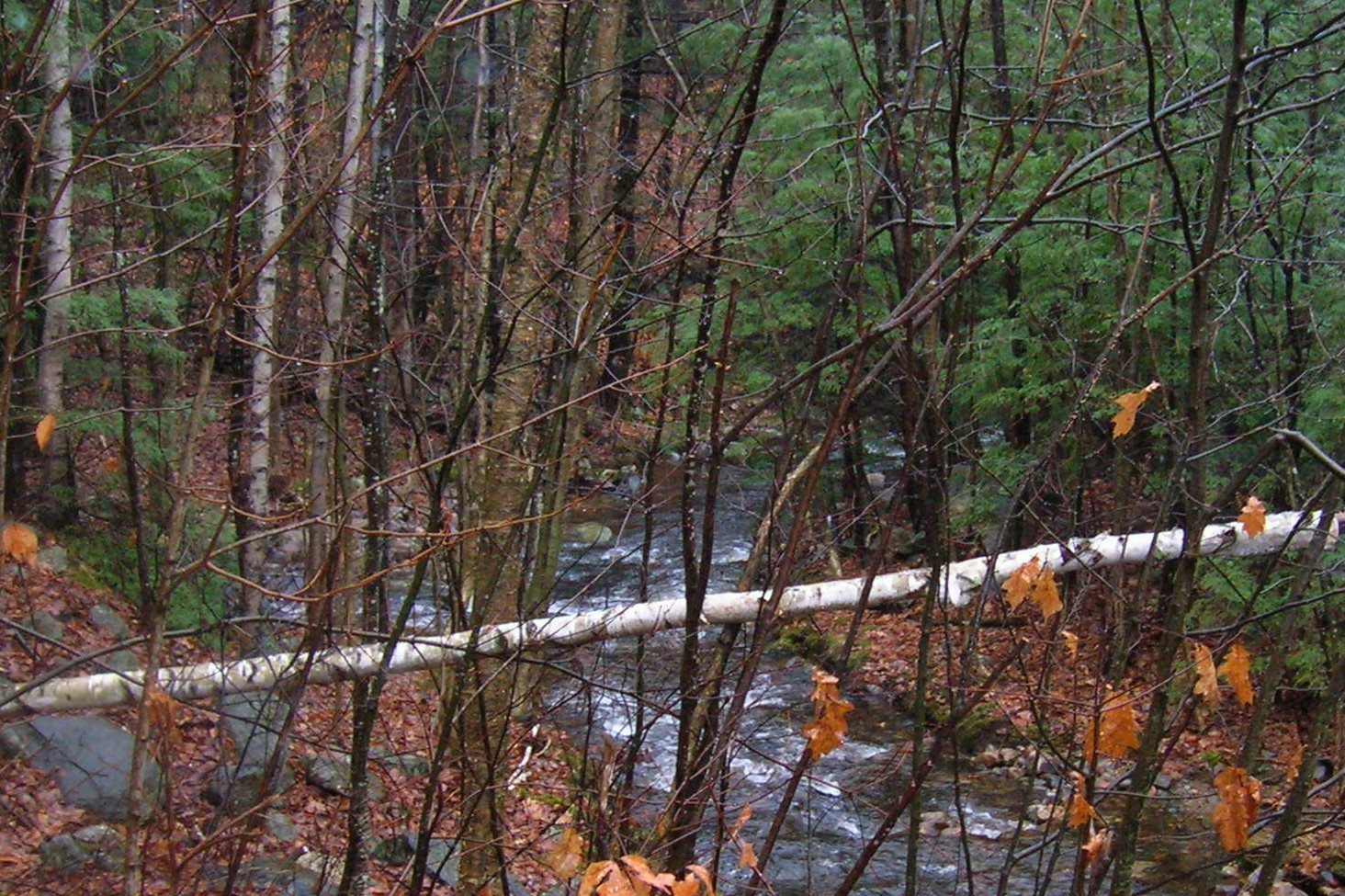 Small Stream Reflections: December 2011