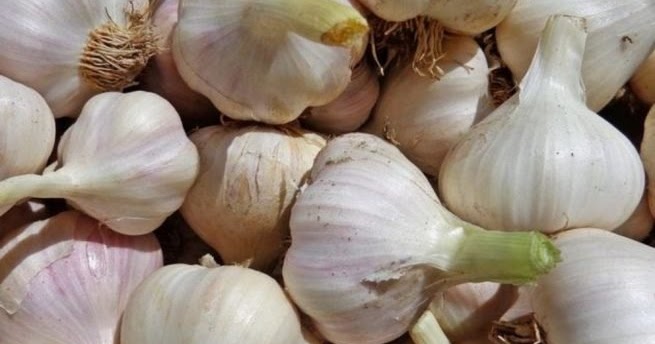 Como cultivar ajo (Allium sativum)