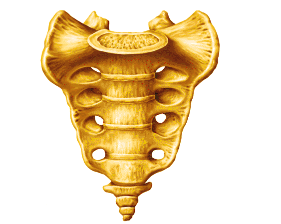 PELVIS: SACRO Y COXIS