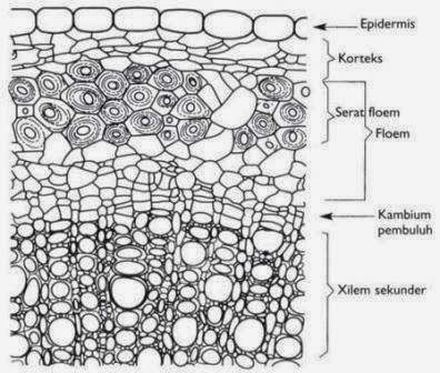Jaringan Sklerenkim | Islam is my Religion