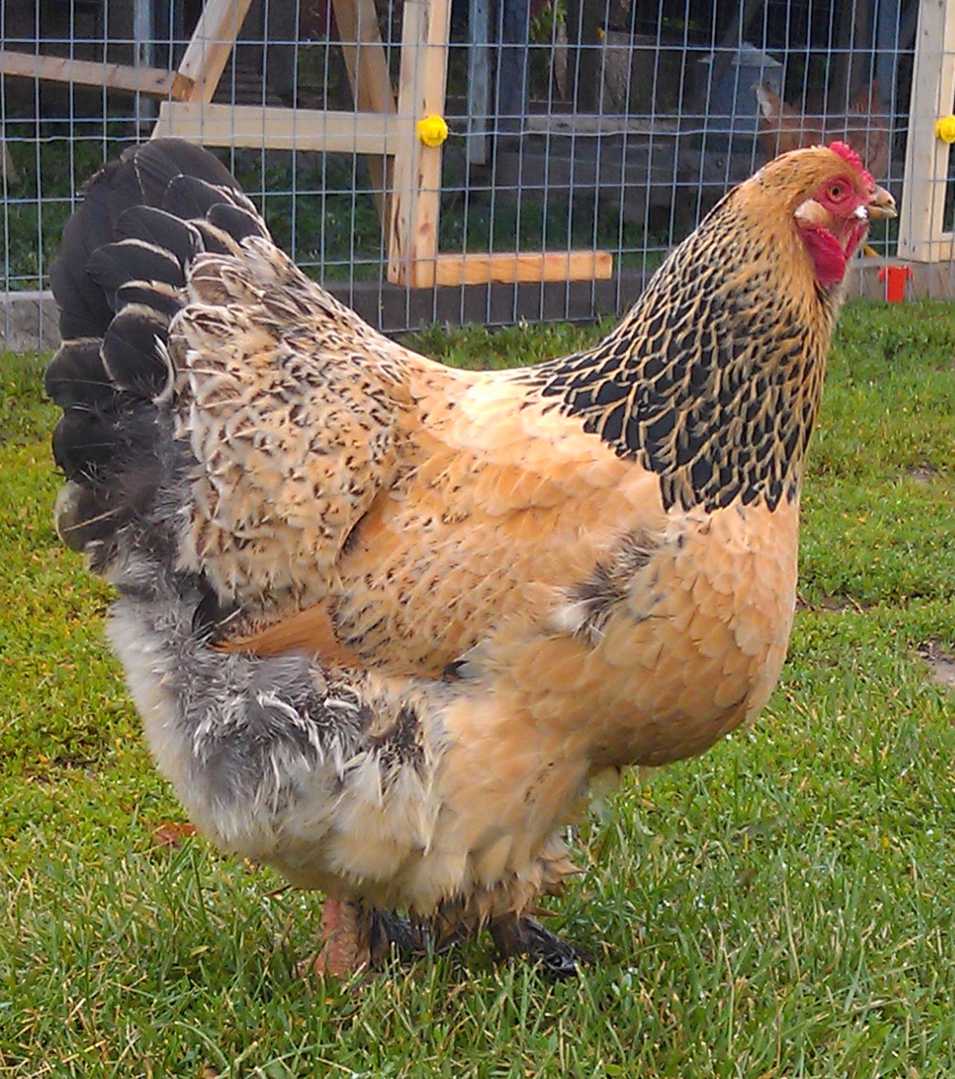 The Simple Life: Story: Debbie the Chicken