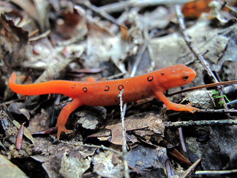 The Joyce Road Neighborhood: Red-Spotted Newt