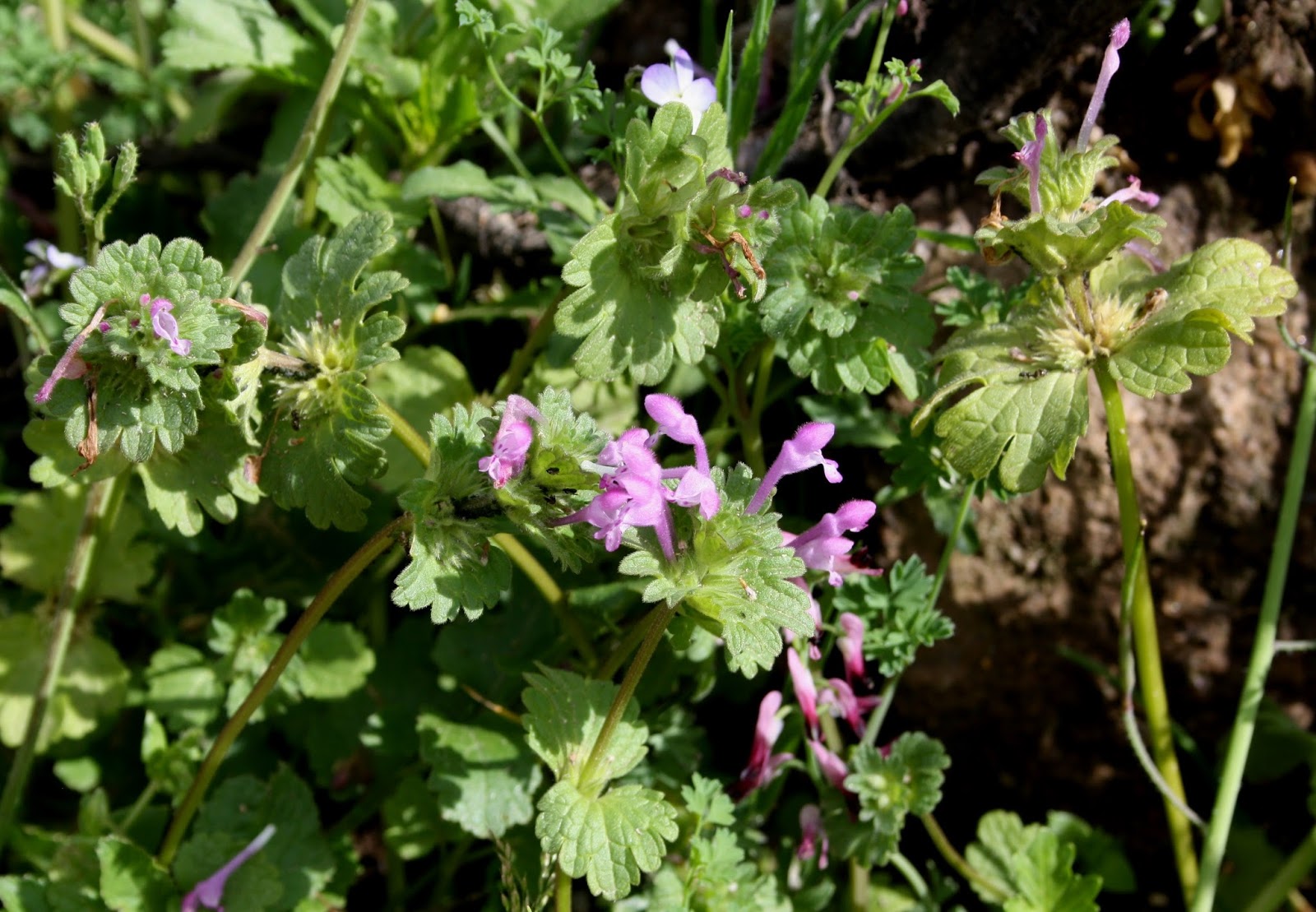 Plantas: Beleza e Diversidade: Chucha-pitos (Lamium amplexicaule)