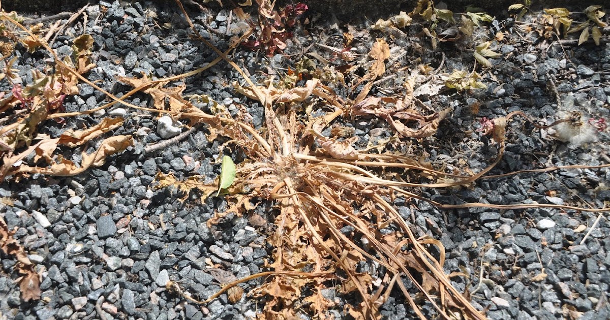 My Hopeless Garden: Eddik mot ugress- virker det?