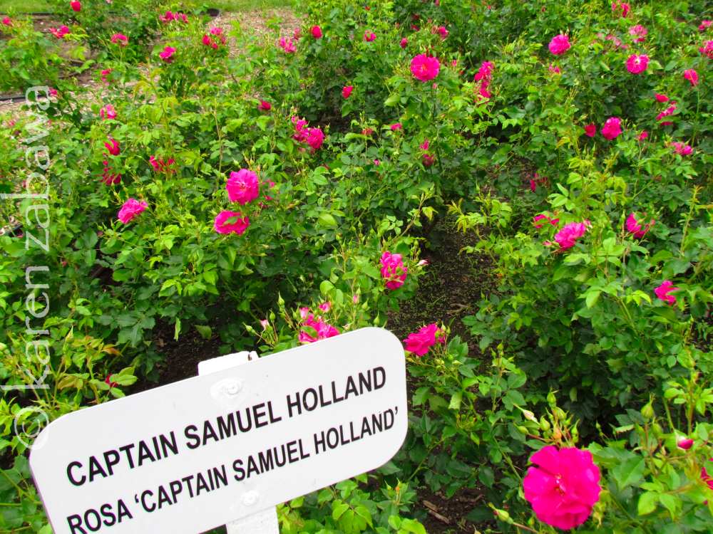 Brueckner Rhododendron Gardens: Roses in Full Bloom at Brueckner Gardens