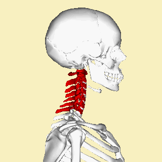 Sistema Oseo : Columna Vertebral