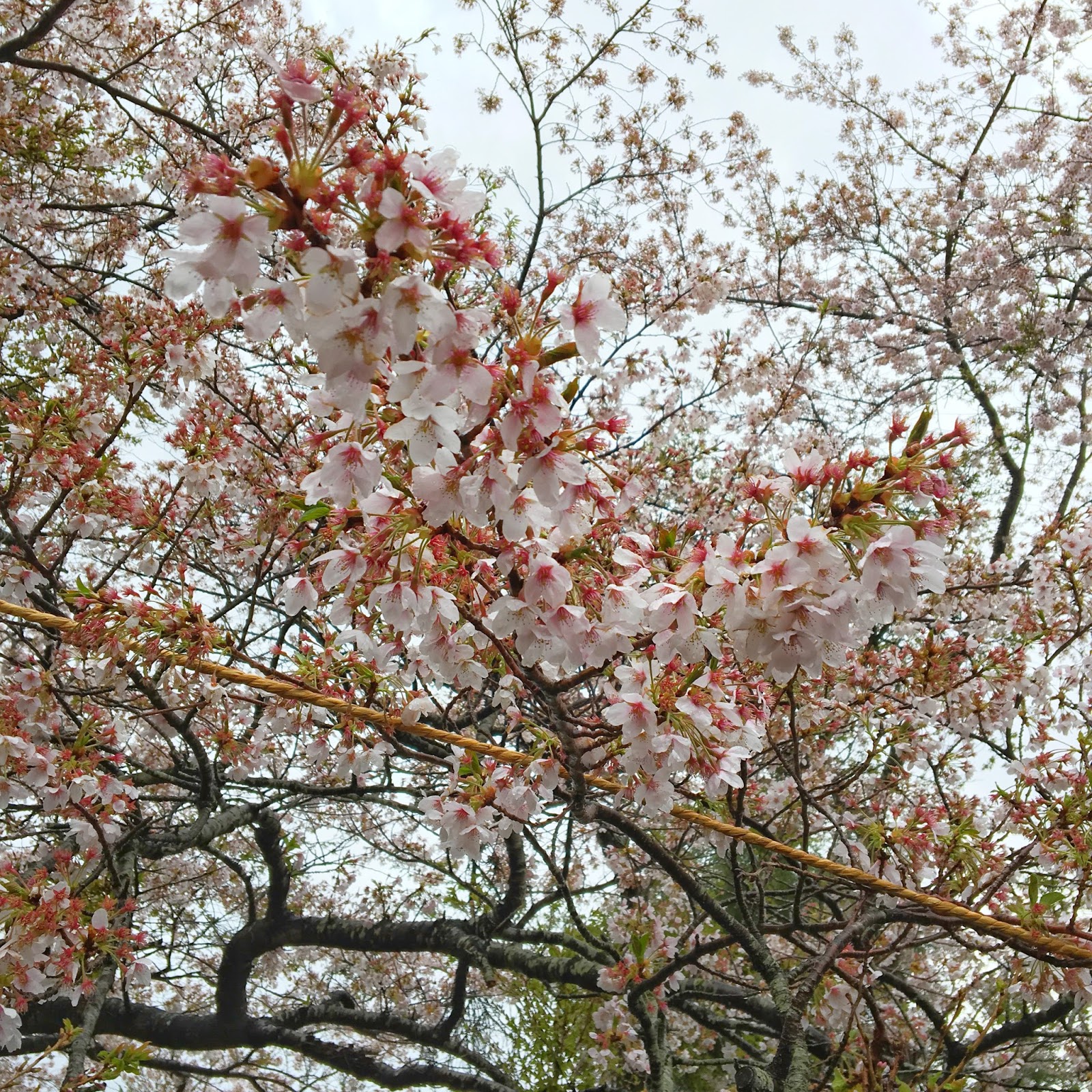 Japan 10/10 - Itinerary Japan Spring 9D/8N (Tokyo, Kyoto, Osaka, Nara ...