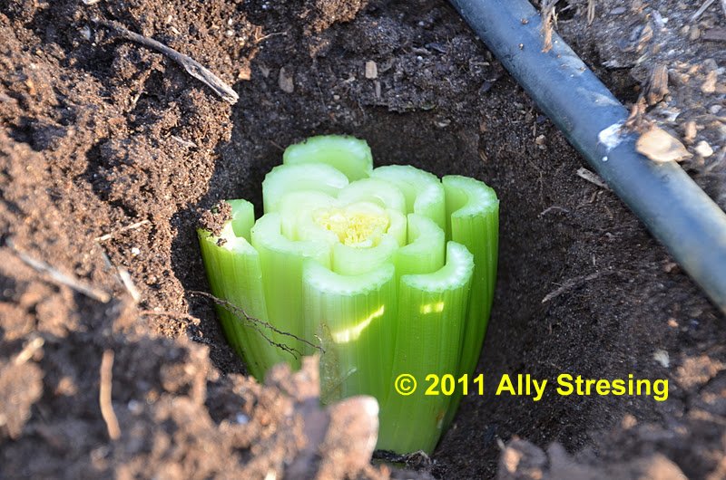 Garden Ally: Magic Celery