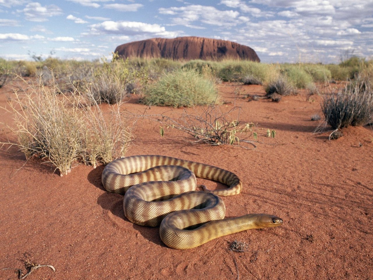 Australian Desert Animals Pictures | Wallpaper Zone