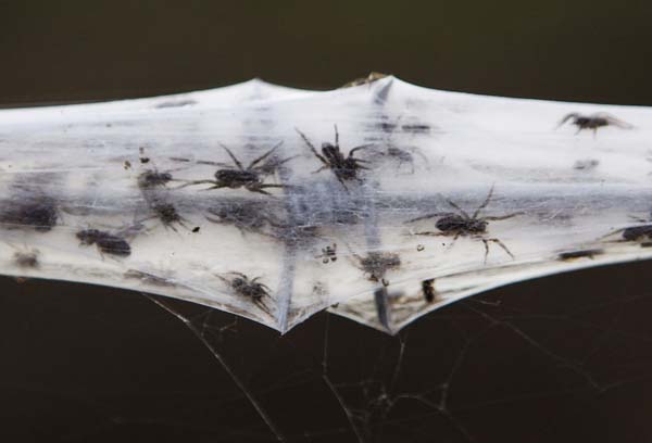 Clancy Tucker's Blog: 5 August 2020 - AUSTRALIAN TOWN COVERED IN SPIDER ...