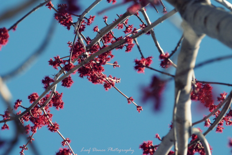 Leaf Dance Photography: Trees in Bloom #3 // Maple Blossoms