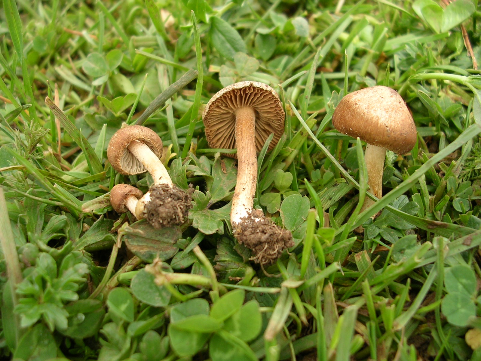 El género Inocybe en Asturias: Inocybe tjallingiorum