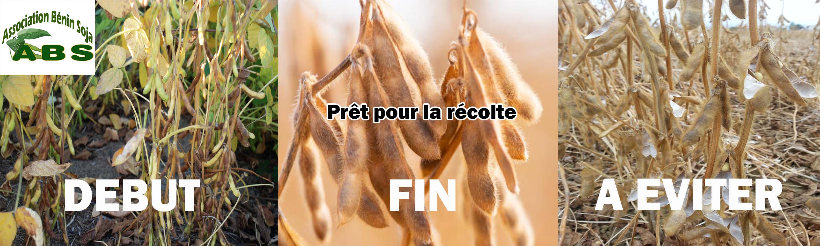 PARLONS DU SOJA: FORMATION SUR LES TECHNIQUES DE RECOLTE ET LA GESTION ...