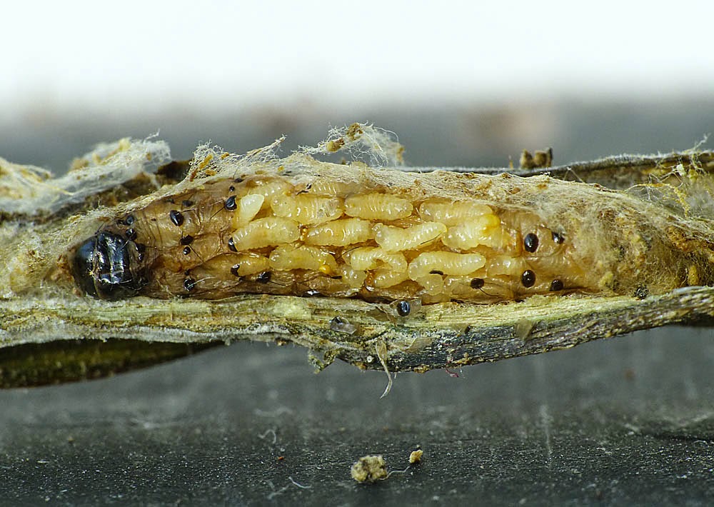 Charlie's moths of Calderdale.: PARASITIC WASPS PART TWO