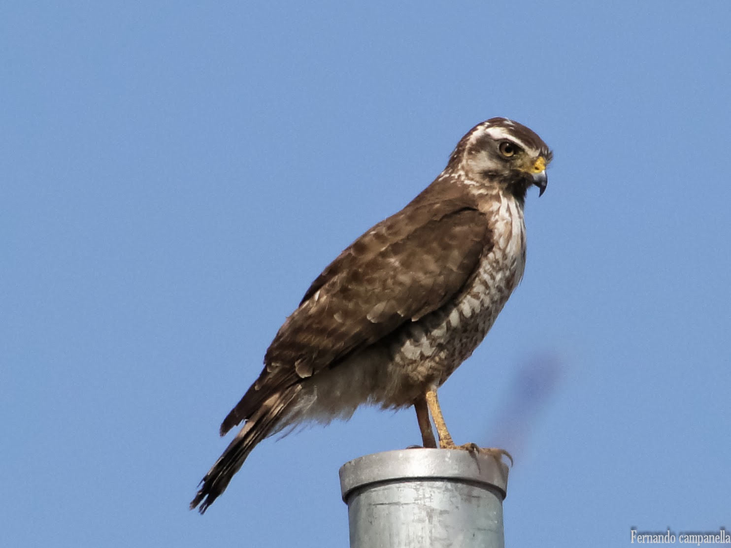 PALAVREARES: GAVIÃO-FUMAÇA