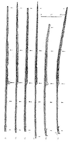 Armas y armaduras en España: La ronca y la ronfea