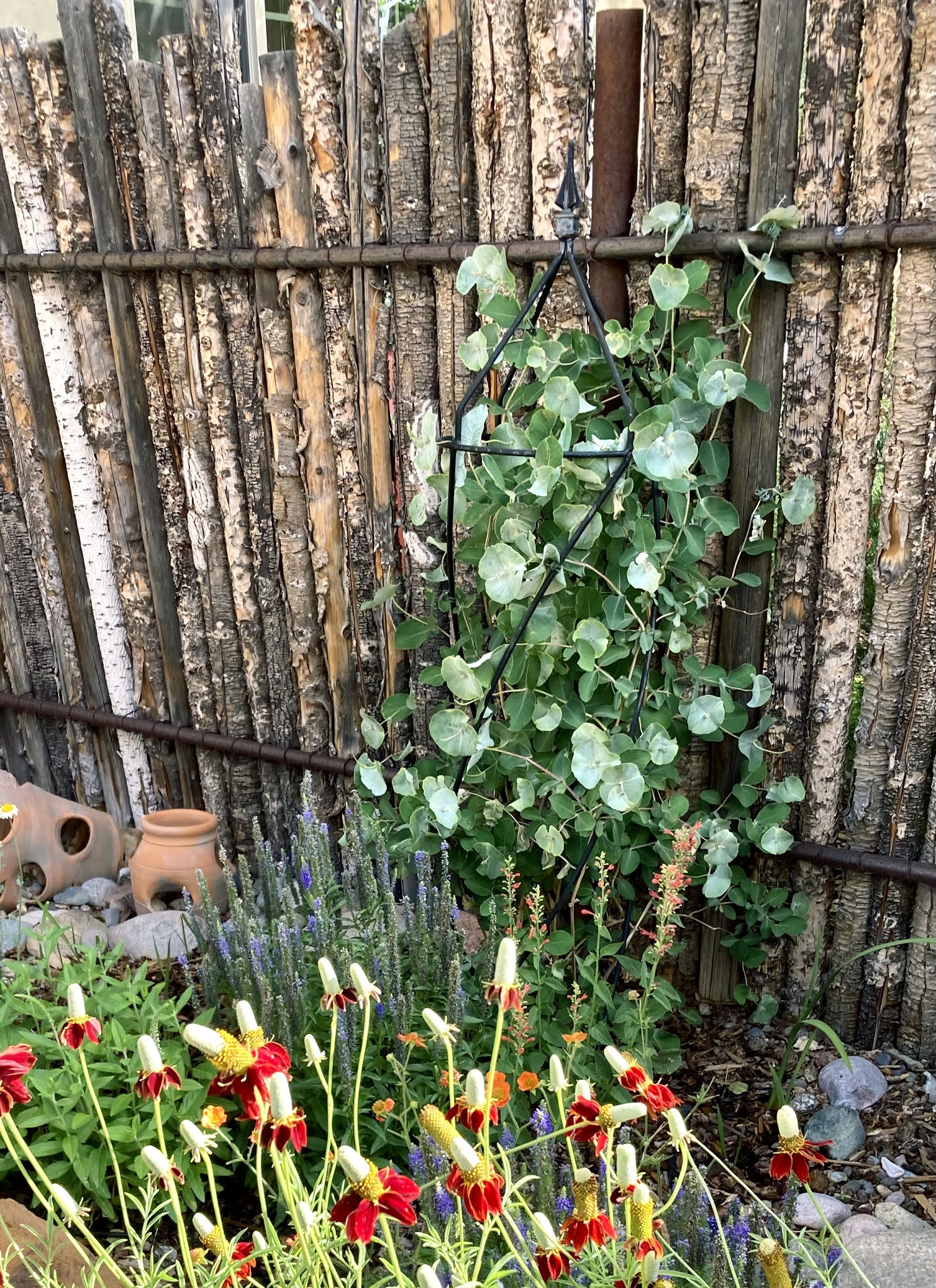 The Plants at Walking Rain: Grape Honeysuckle / Lonicera reticulata