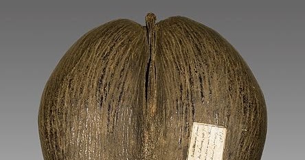 What's the biggest seed in the world? | Facts About All