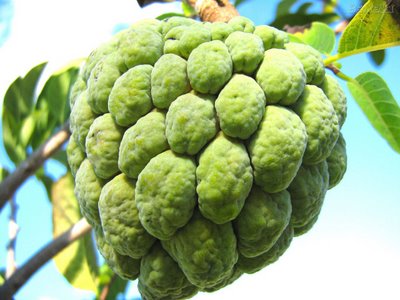 DNA Natural Araguaia: Pinha