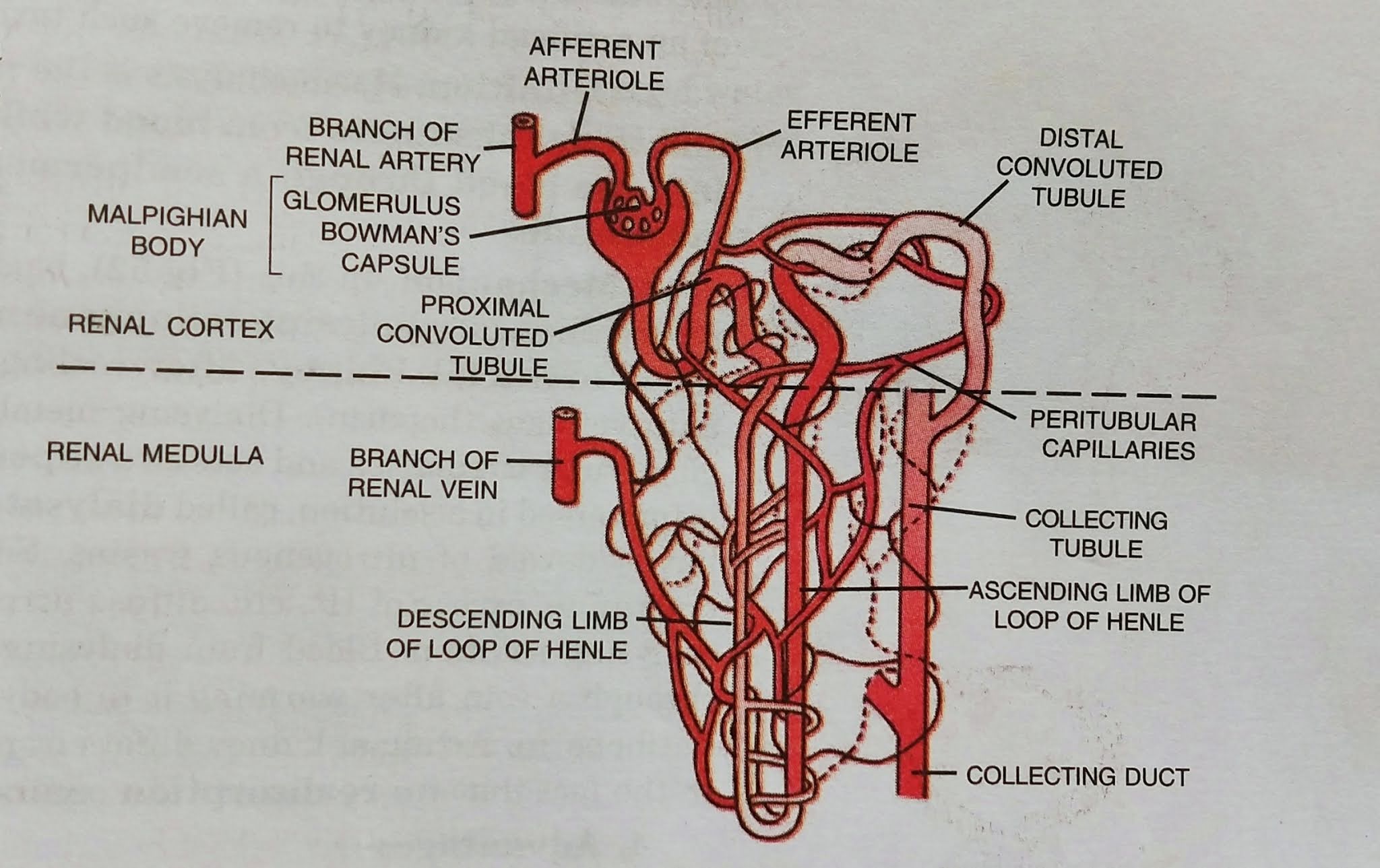 Structure and function of a nephron